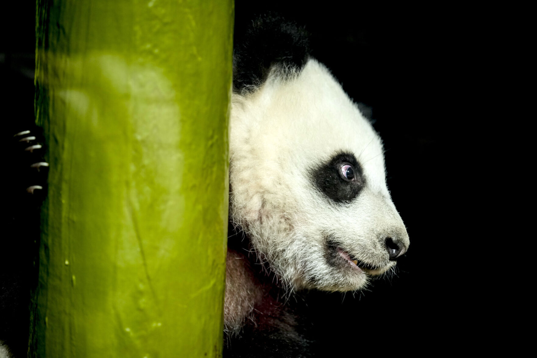 NBC featuring Lincoln Children's Zoo red pandas