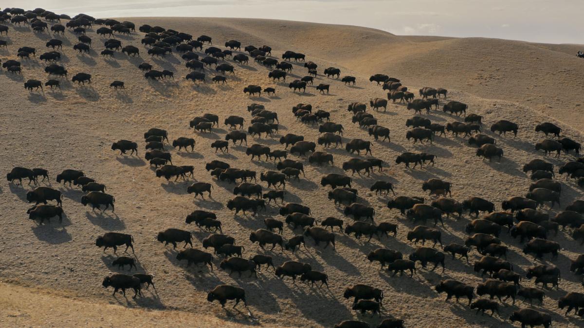 At the Ross: Buffalo documentary 'Bring Them Home' and shaggy dog rom ...
