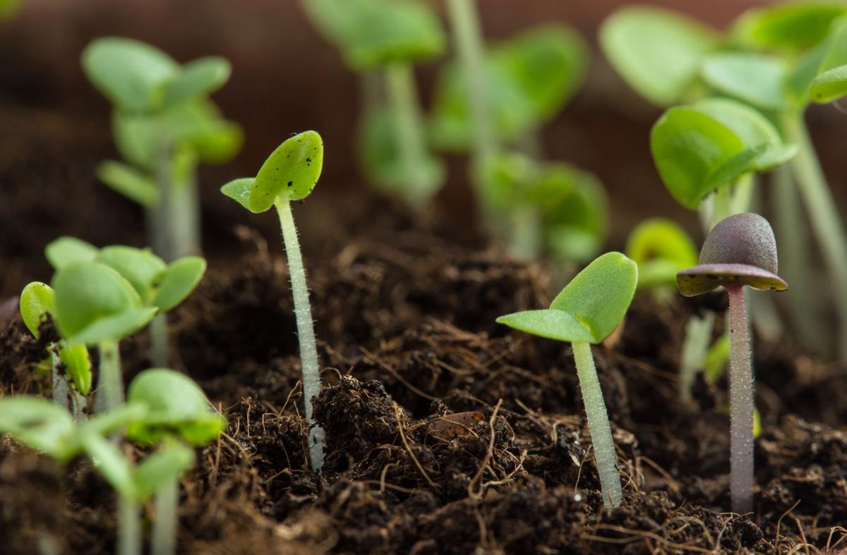 Sarah Browning: Growing edible sprouts at home