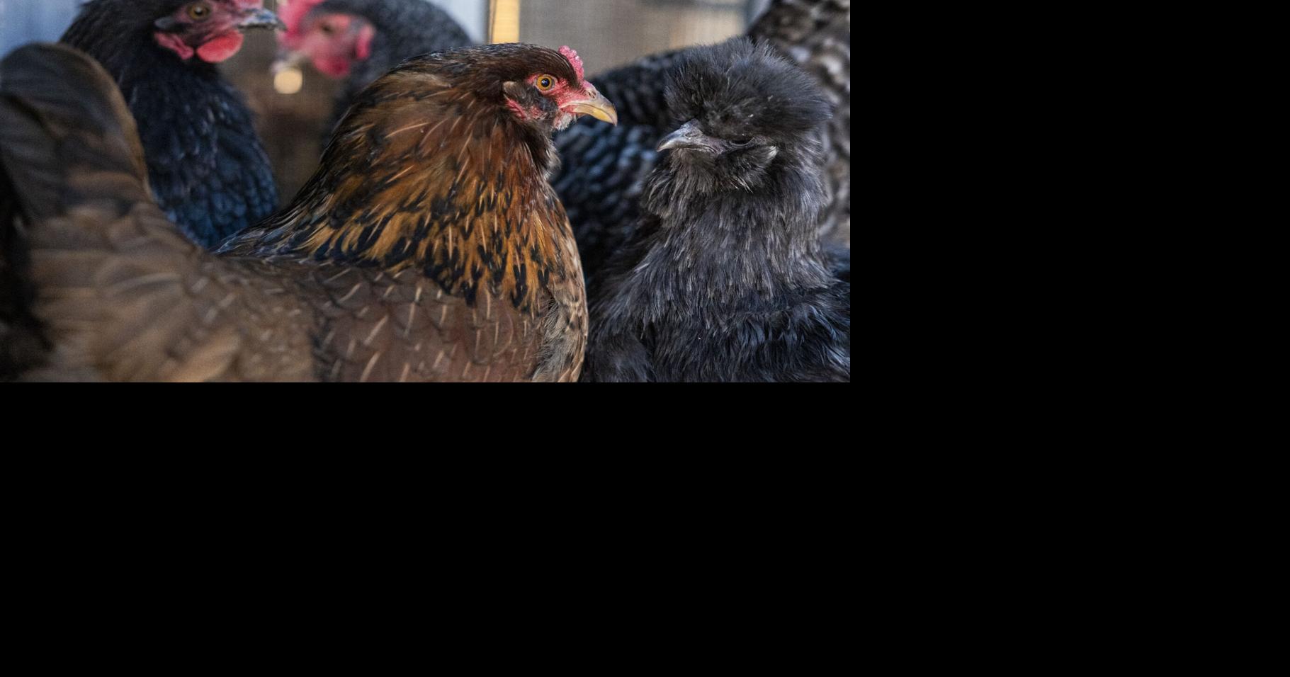 Another case of bird flu found in Nebraska