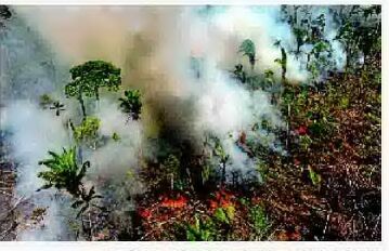 Rainforest under threat