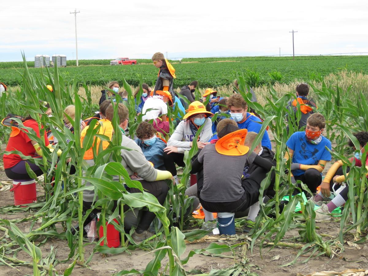 Masks join gloves, hats as vital for Nebraska detasselers this summer
