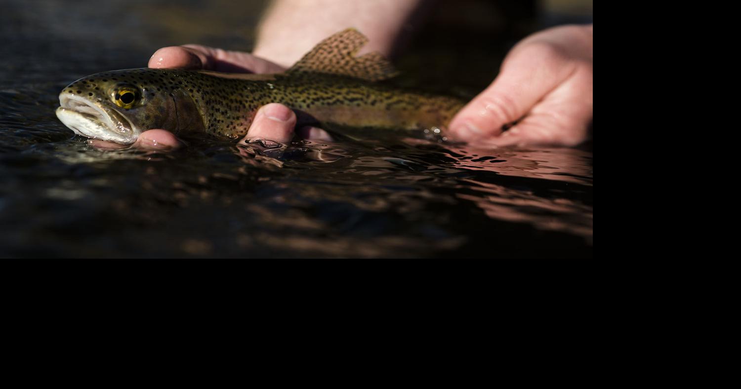 State to stock Nebraska ponds, lakes with rainbow trout
