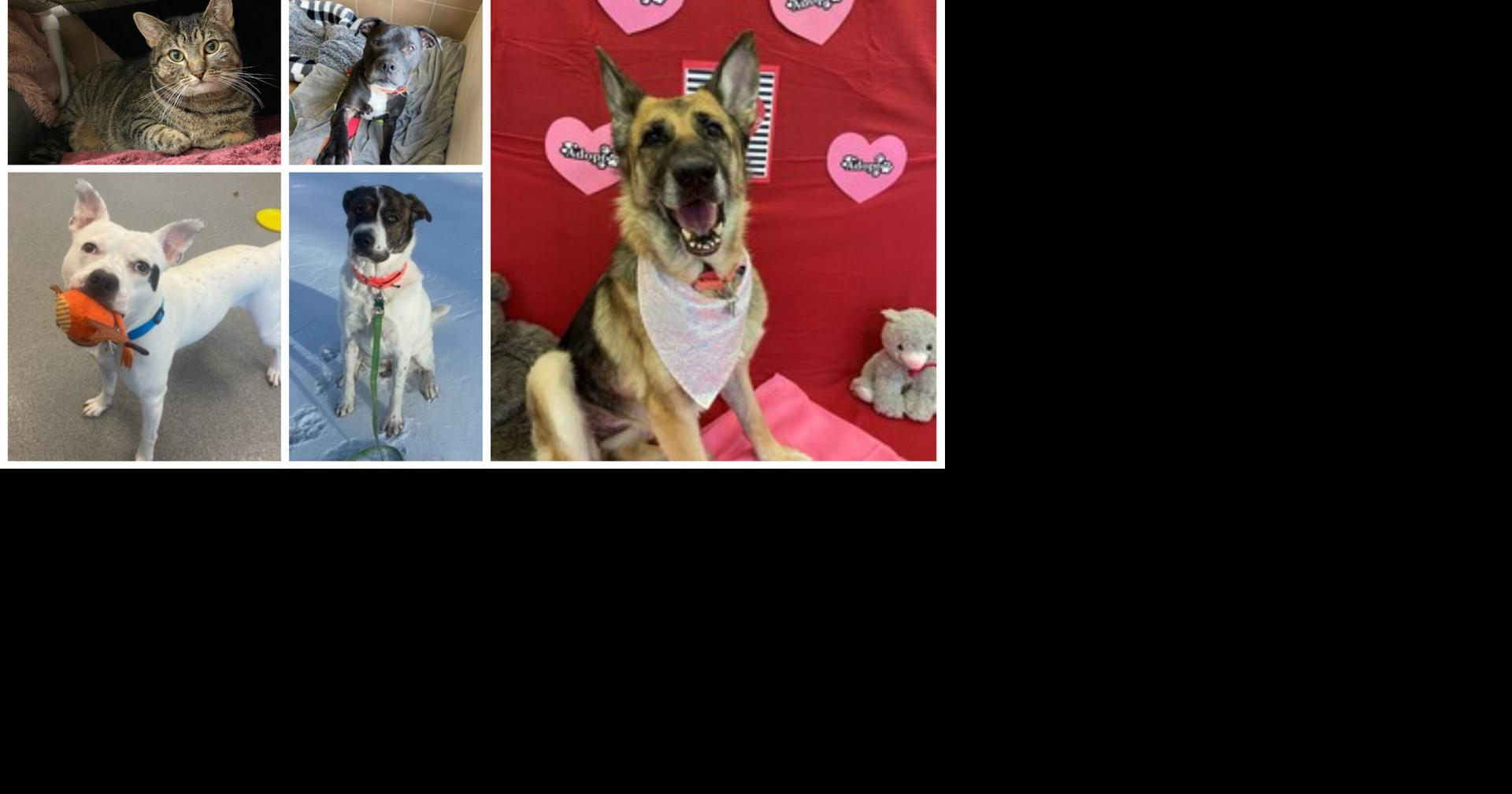 Lincoln Journal Star Pets