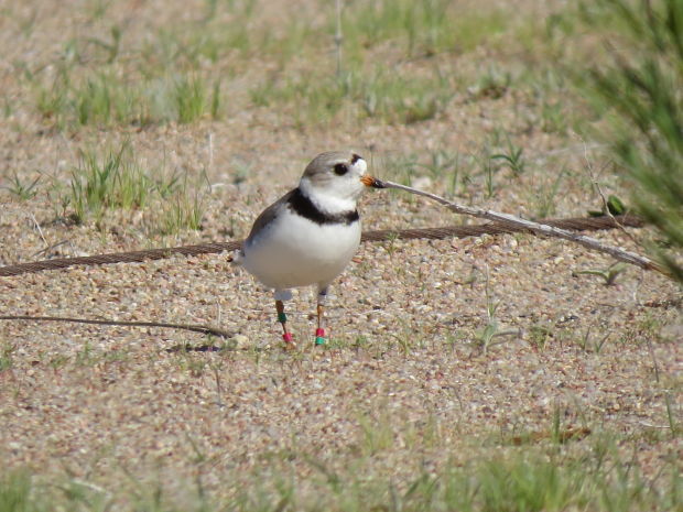 Color banding shows movement of piping plovers.