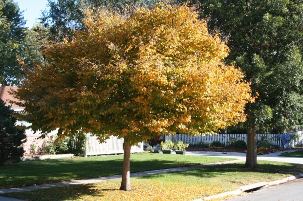 Simply Trees: Fall is great time to plant trees