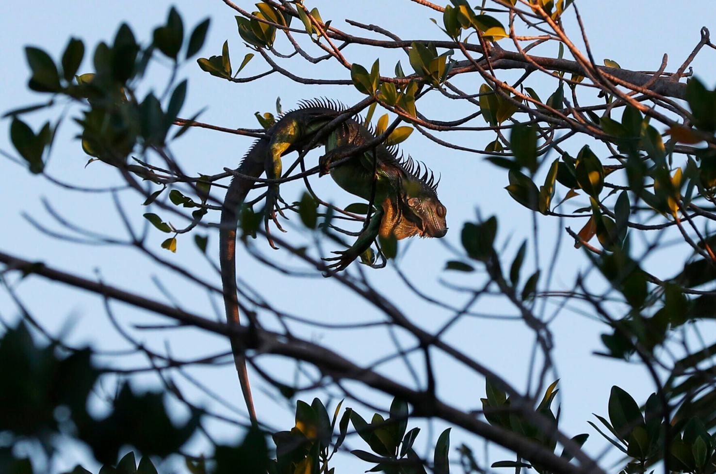 Photos: Cold Florida weather causes iguanas to fall from trees