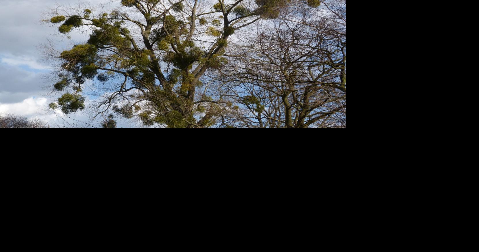 Sarah Browning: Mistletoe: Blessing or bane?