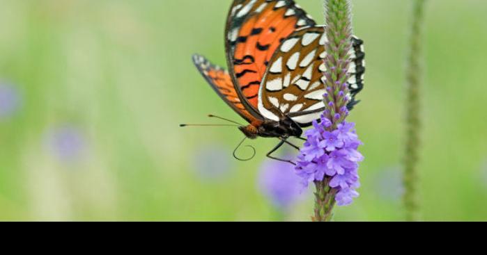 Prairie can help maintain pollinators
