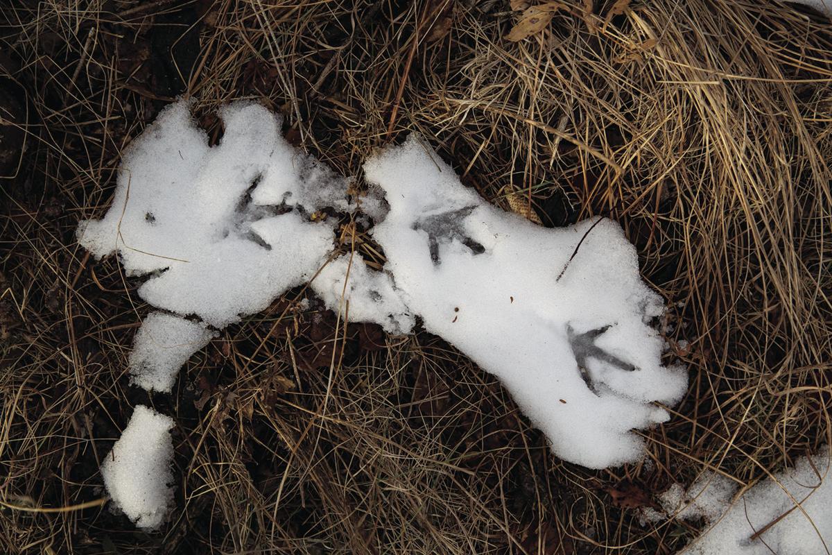 Winter wildlife tracking a fun outdoors opportunity