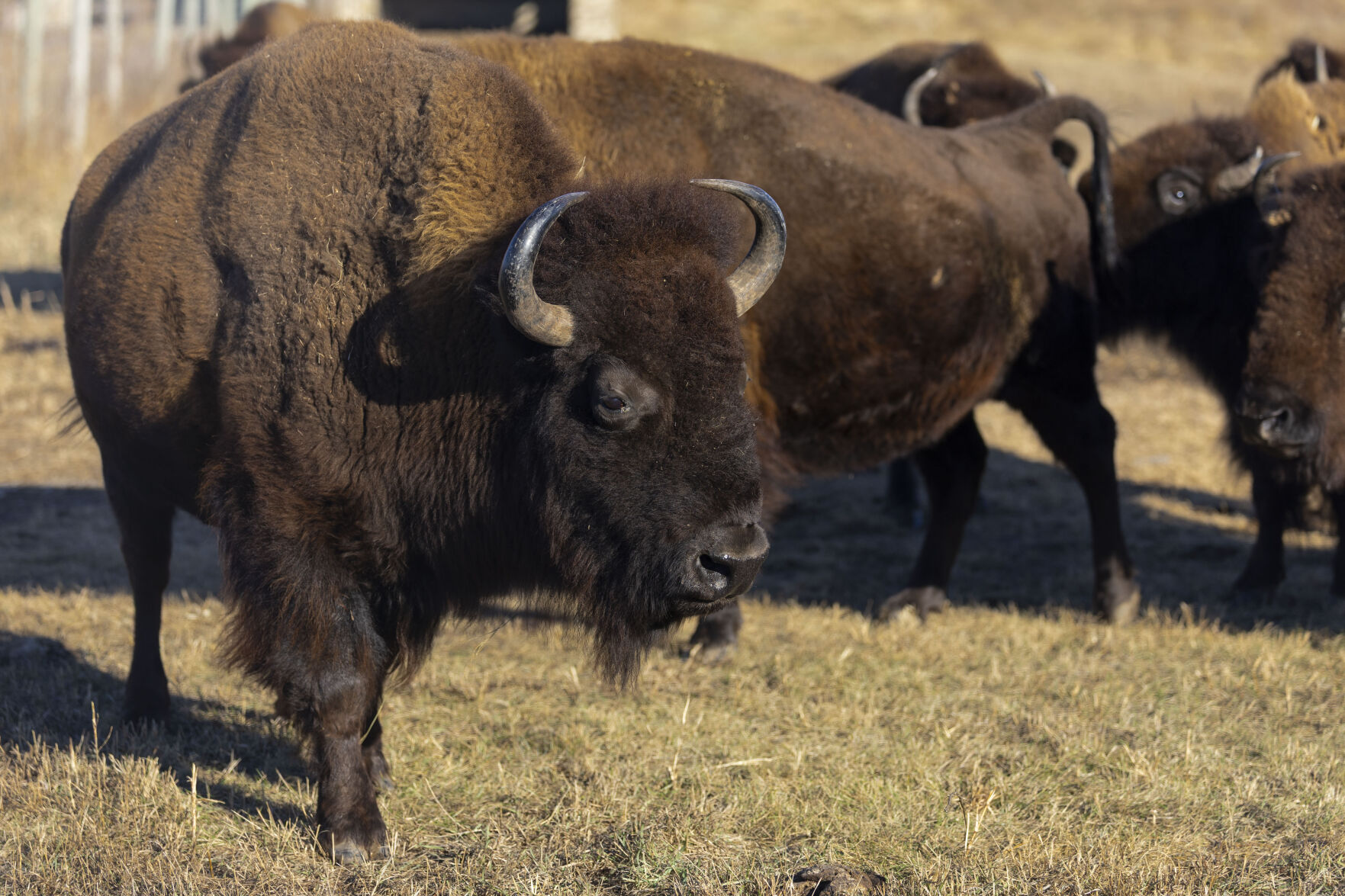 The new bison in town. See photos and video of Pioneers Park's latest ...