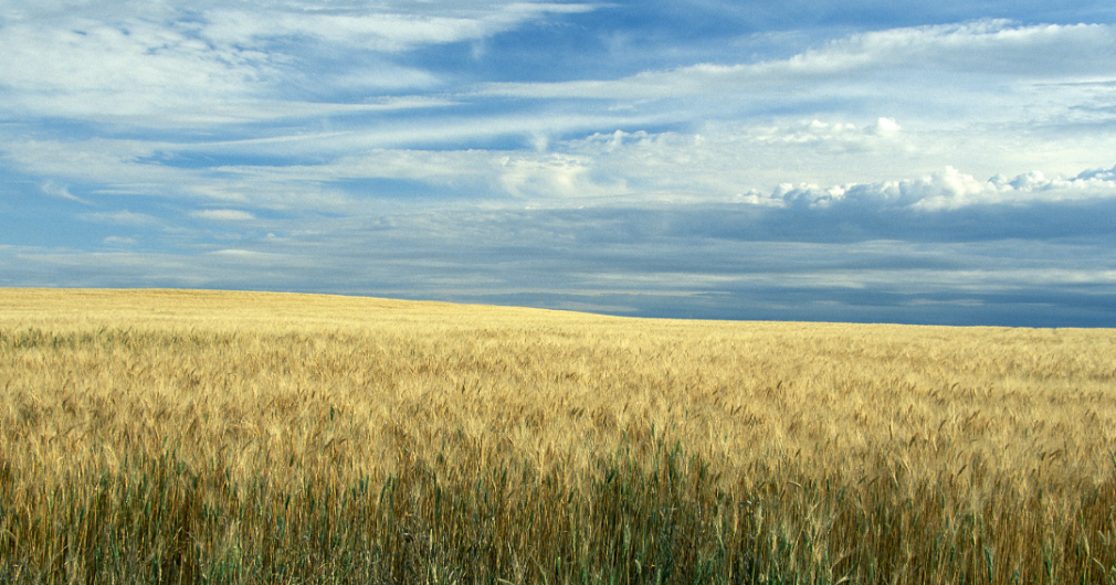 Roberts Seed in Axtell ordered to cease grain operations