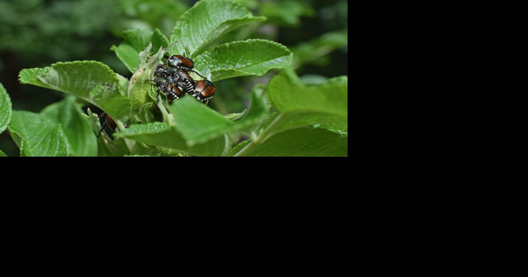 Sarah Browning: Doing battle with the beetles