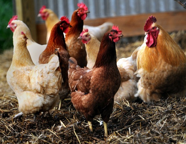 Council ponders allowing poultry in Hickman