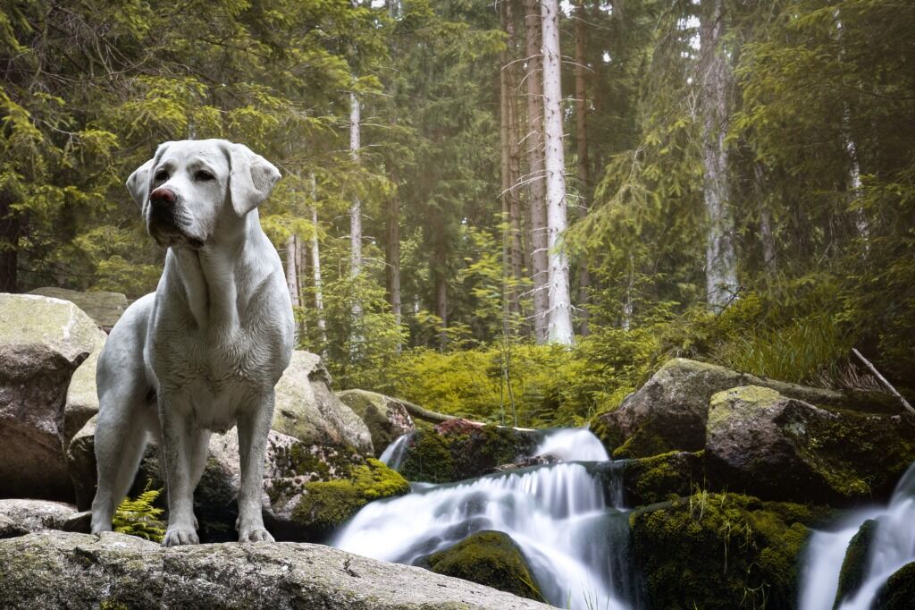 Lincoln veterinary clinic helps plant trees to remember lost pets