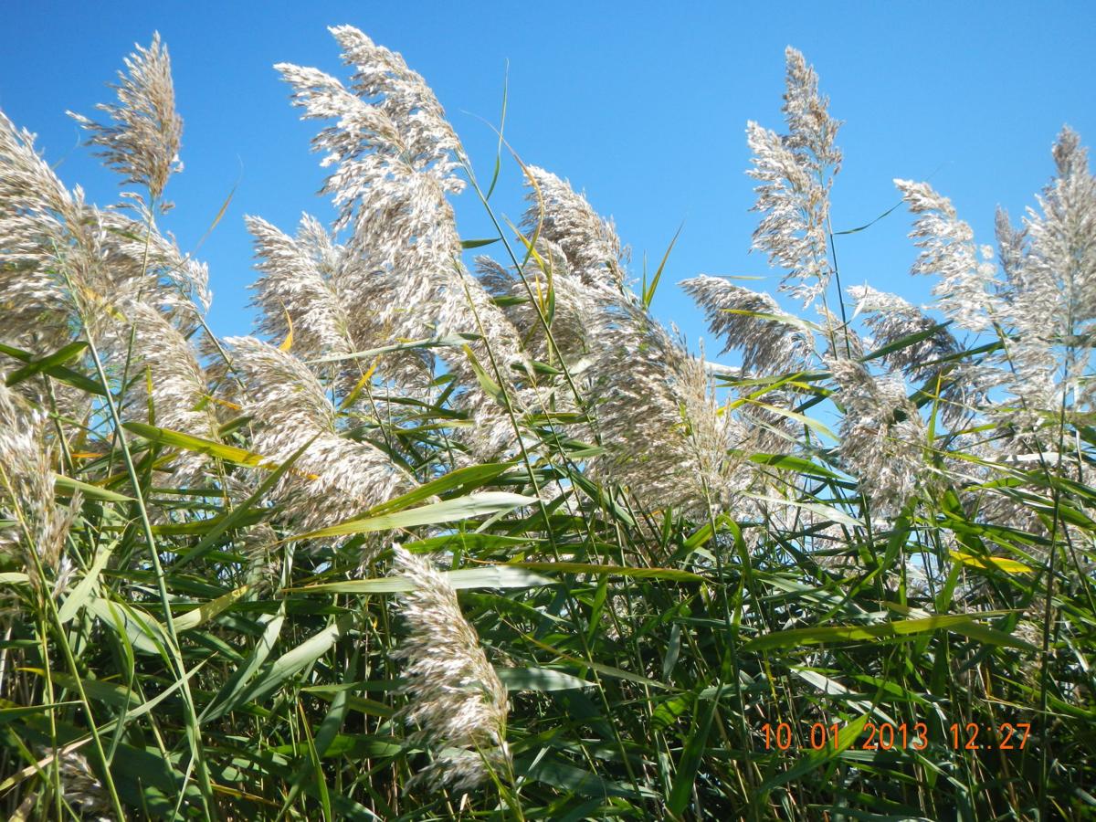 How to tell the evil weeds from the merely annoying