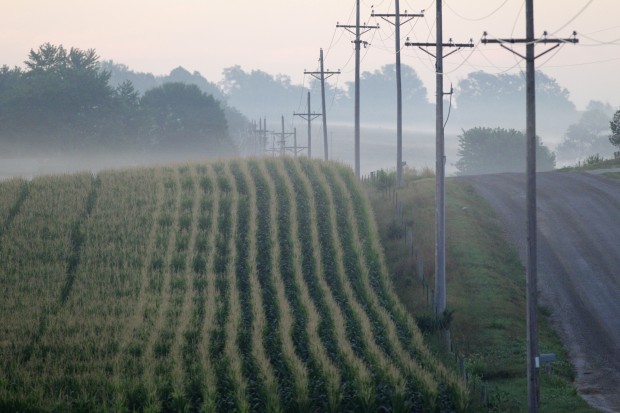 Corn acres will be big, despite drought