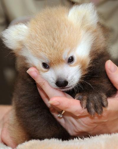 Lincoln Children's Zoo hand-raising baby red panda