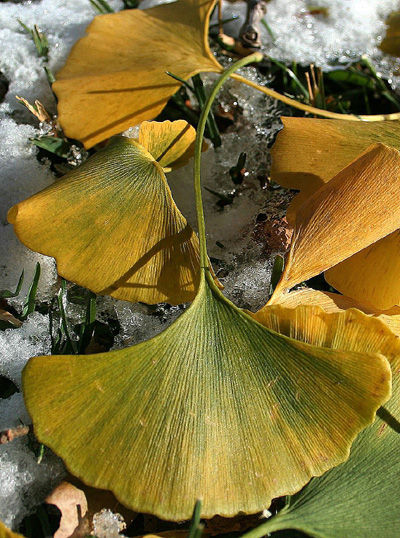 Simply Trees: Golden ginkgo shines bright in its fall color