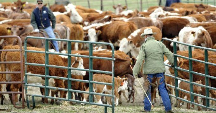 Photos: Branding at the Cooksley family ranch