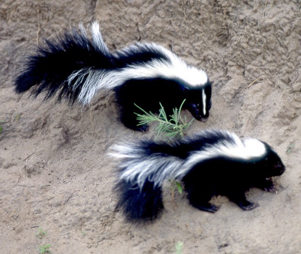 Family needs rabies shots after cat fights skunk