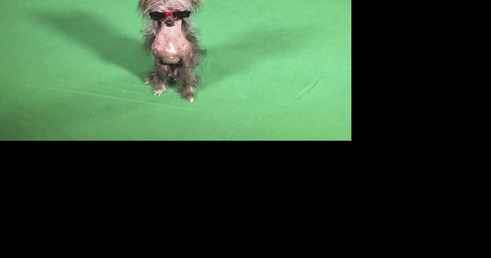 Photos: The furry Hollywood stars of the 2017 Westminster dog show