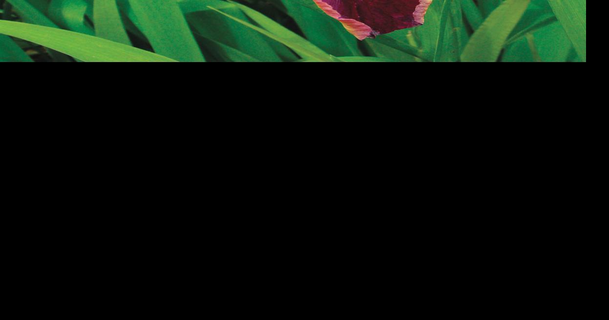 Sarah Browning: Irises offer 3 varieties, lots of color