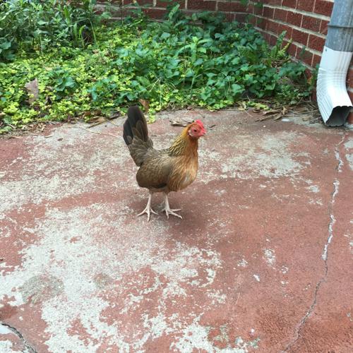 Fred the chicken is free to roam on Sen. Morfeld's lawn