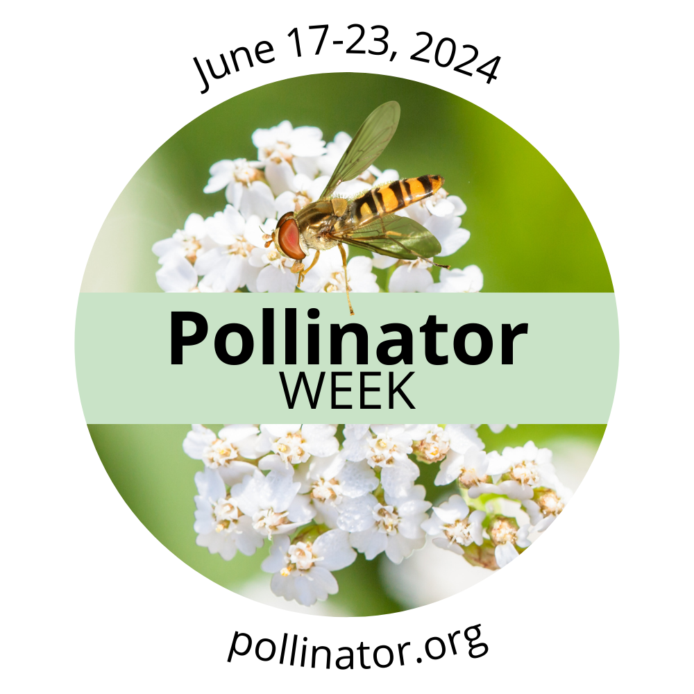 Gardening: Help pollinators flourish