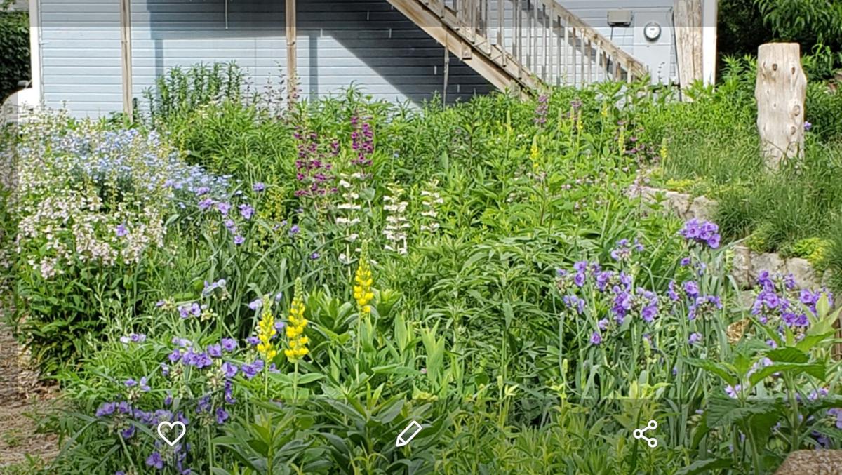Learn how to start an urban pocket prairie at Monday program