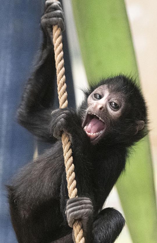At Lincoln Children’s Zoo, it took a team to raise a monkey