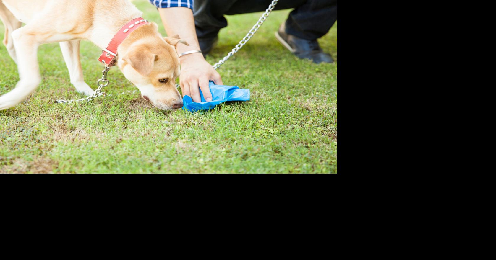 Neighborhood spat over dog poop ends in protection order