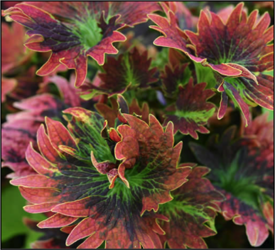 It is the year of coleus