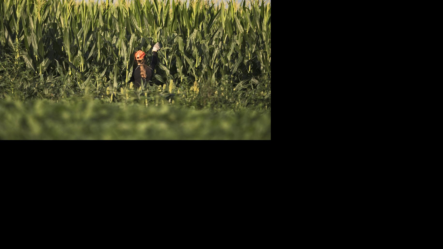 Photos: Corn detasseling crews at work | Agriculture | journalstar.com