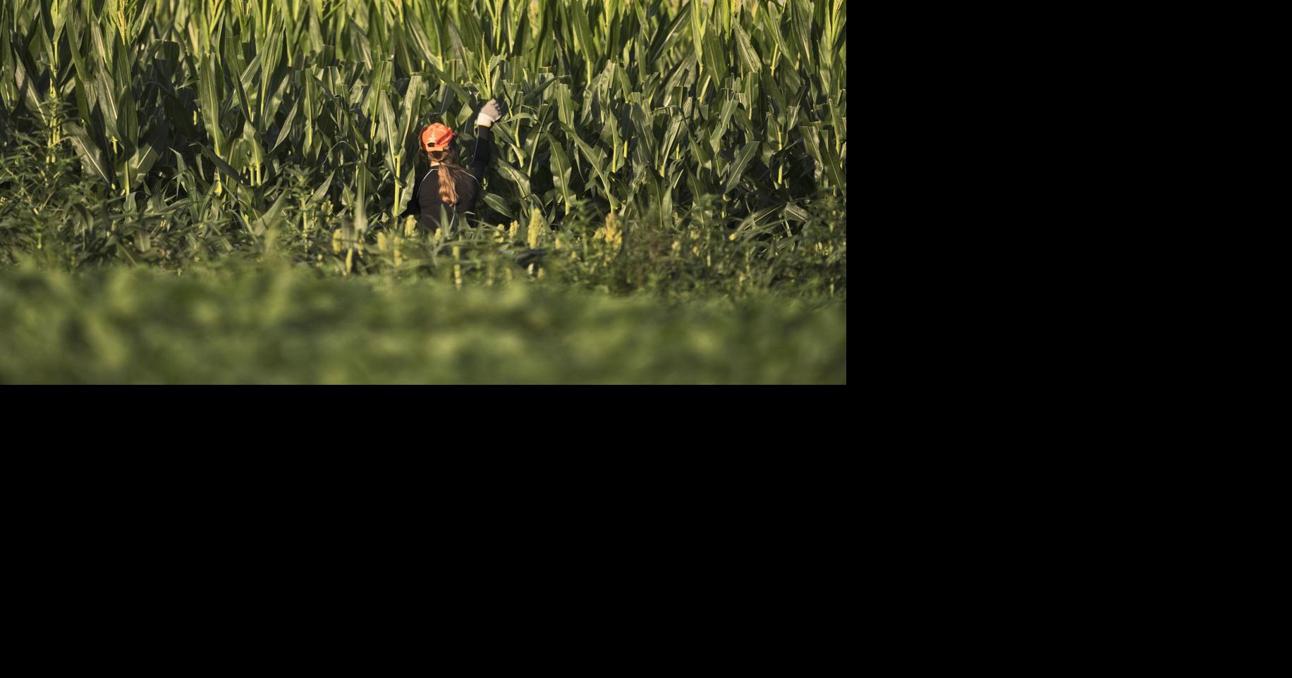 Photos: Corn detasseling crews at work