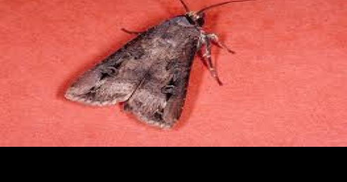 Moths may have been riders on the storm