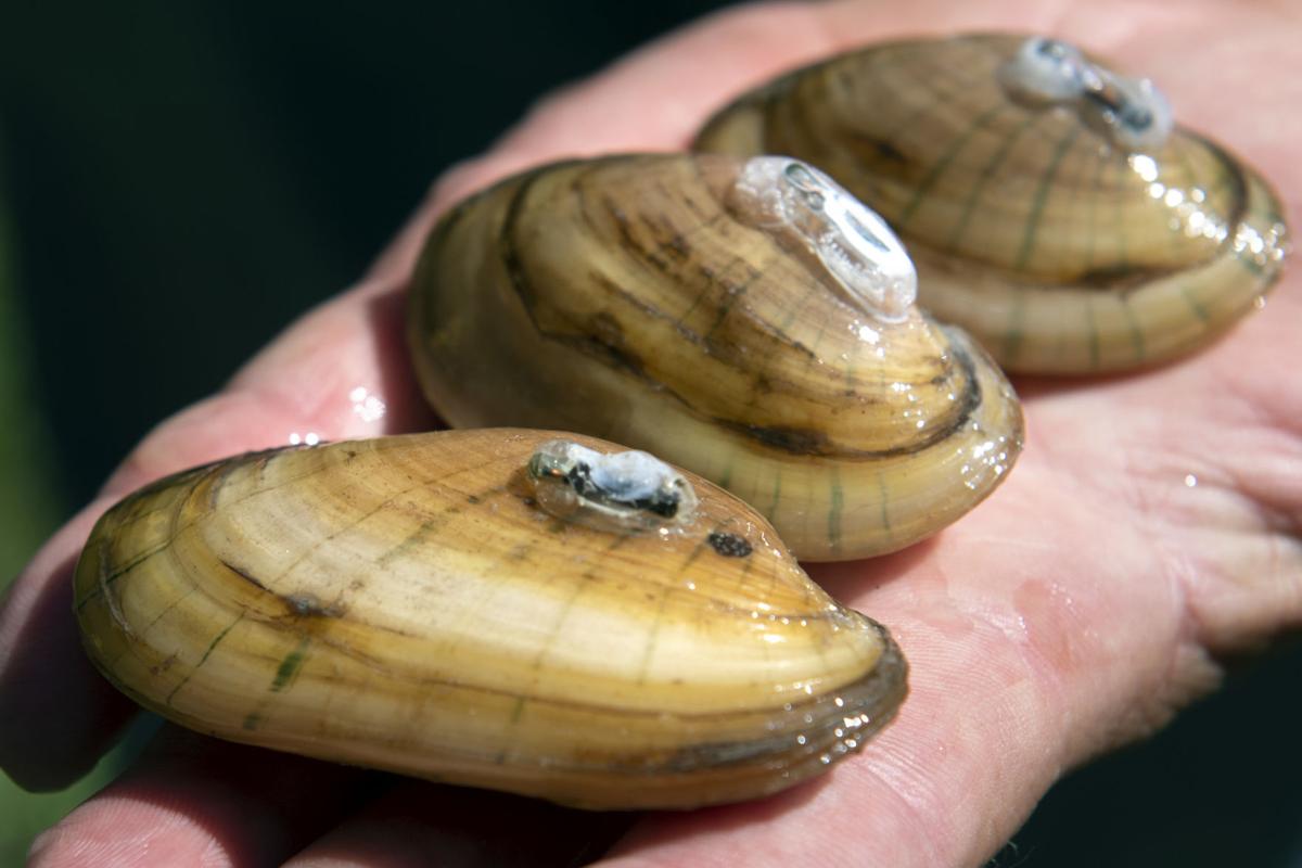 Conservationists reintroduce native mussels in Southeast Nebraska ...