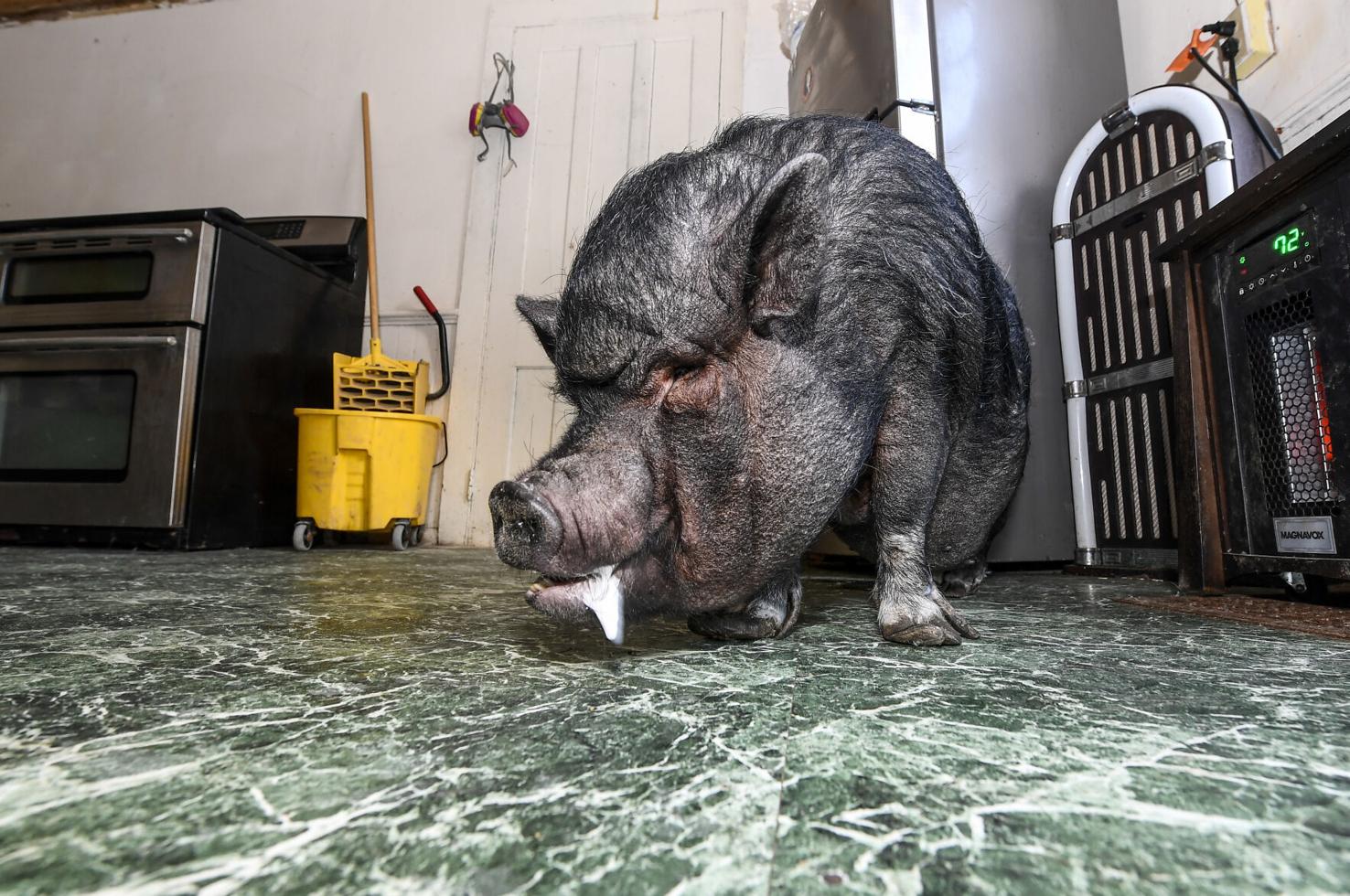 Photos: Ellie, the emotional support pig