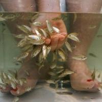 carp pedicure