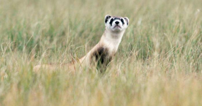 Feds to boost ailing ferrets across Great Plains
