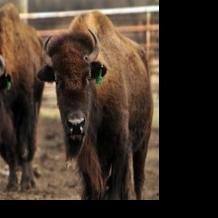 The buffalo is back -- sort of