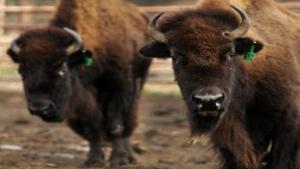 The buffalo is back -- sort of | Local | journalstar.com