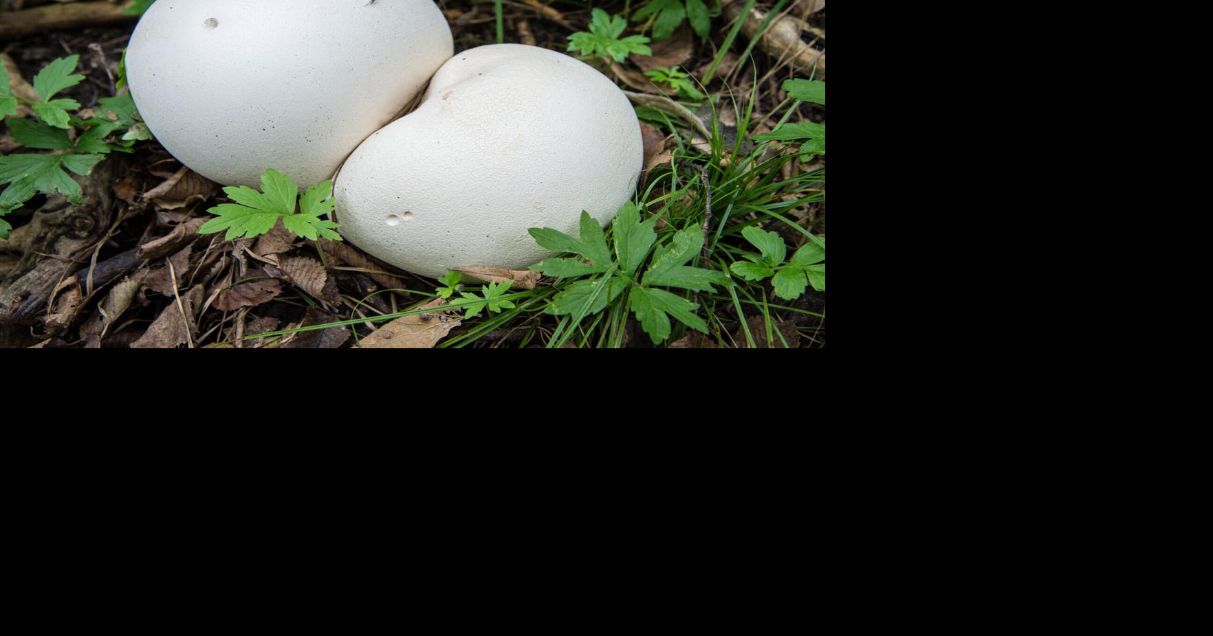 Three Wild Edible Fall Mushrooms