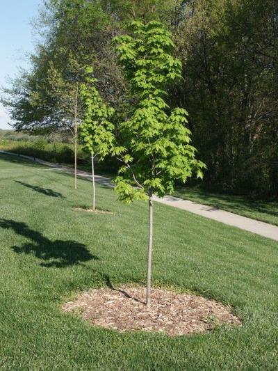 Simply Trees: Plant it forward this Arbor Day