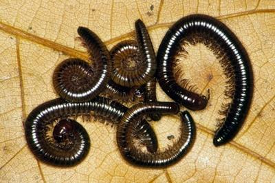 In the Garden: Soil is alive with with its own ecosystem