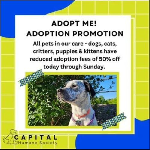 Lincoln's Capital Humane Society offering adoption promotion