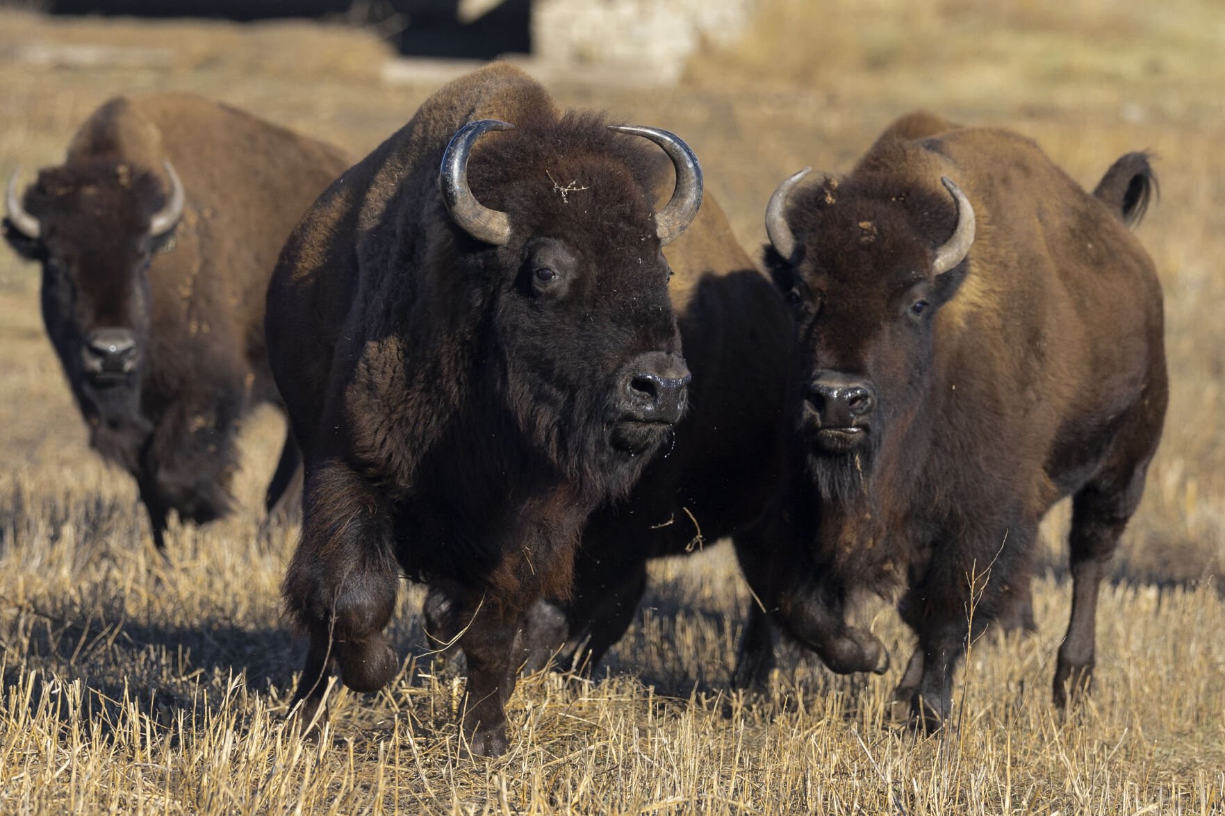 UNK finalizes plan to eliminate four degree programs to help close $4 ...