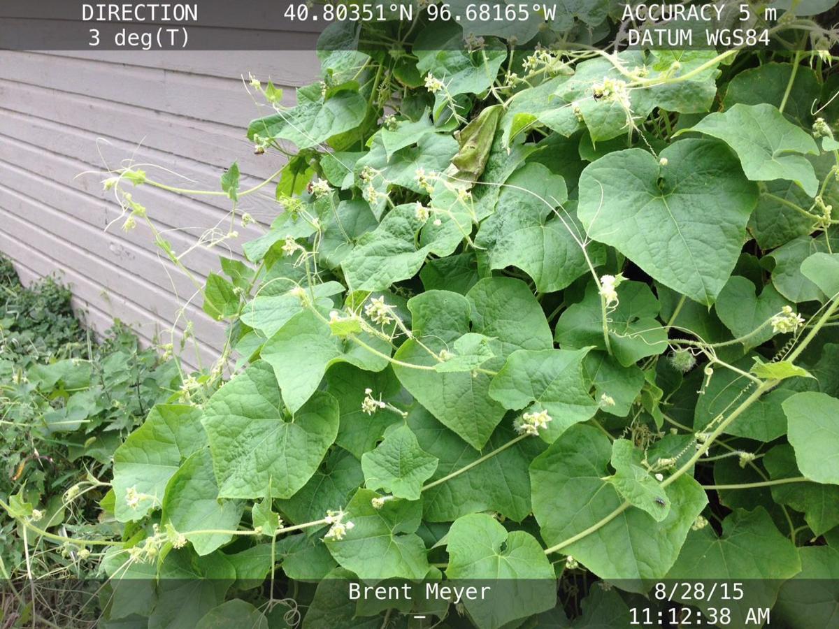 Sarah Browning: Fall is time to start lawn seeding