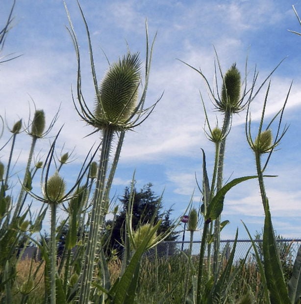 Teasel could go on county noxious weed list | Local Government ...
