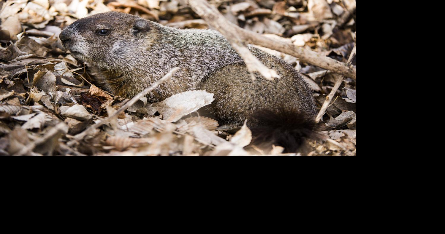 Marking the hibernation checklist